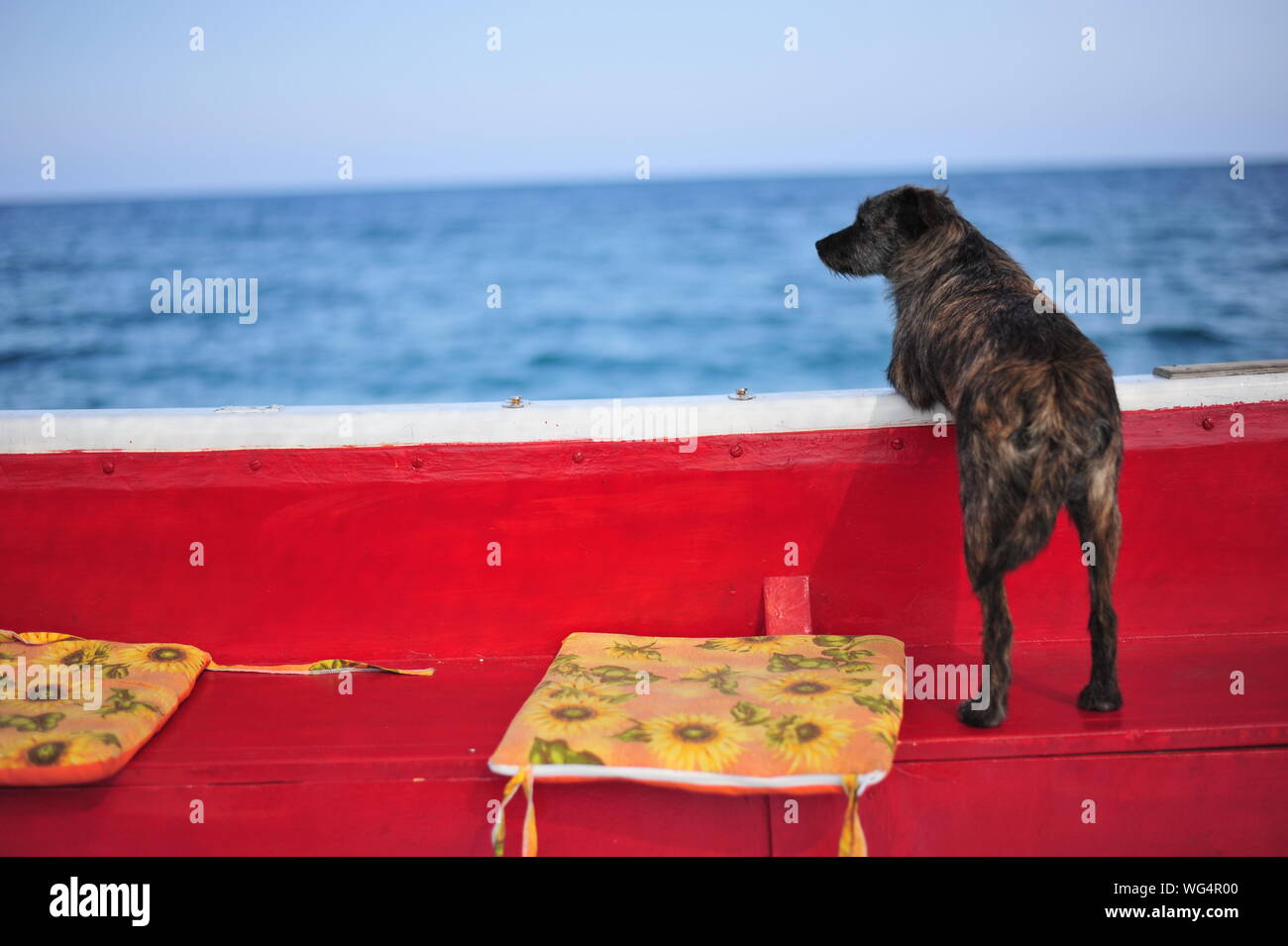Ship and dog hi-res stock photography and images - Alamy