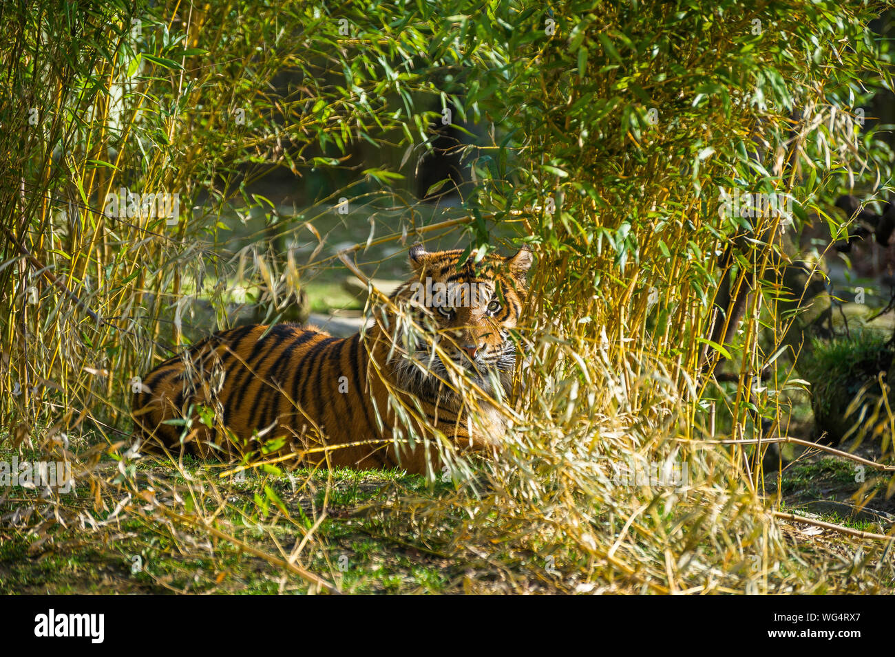 Tiger Hiding Grass High Resolution Stock Photography and Images - Alamy