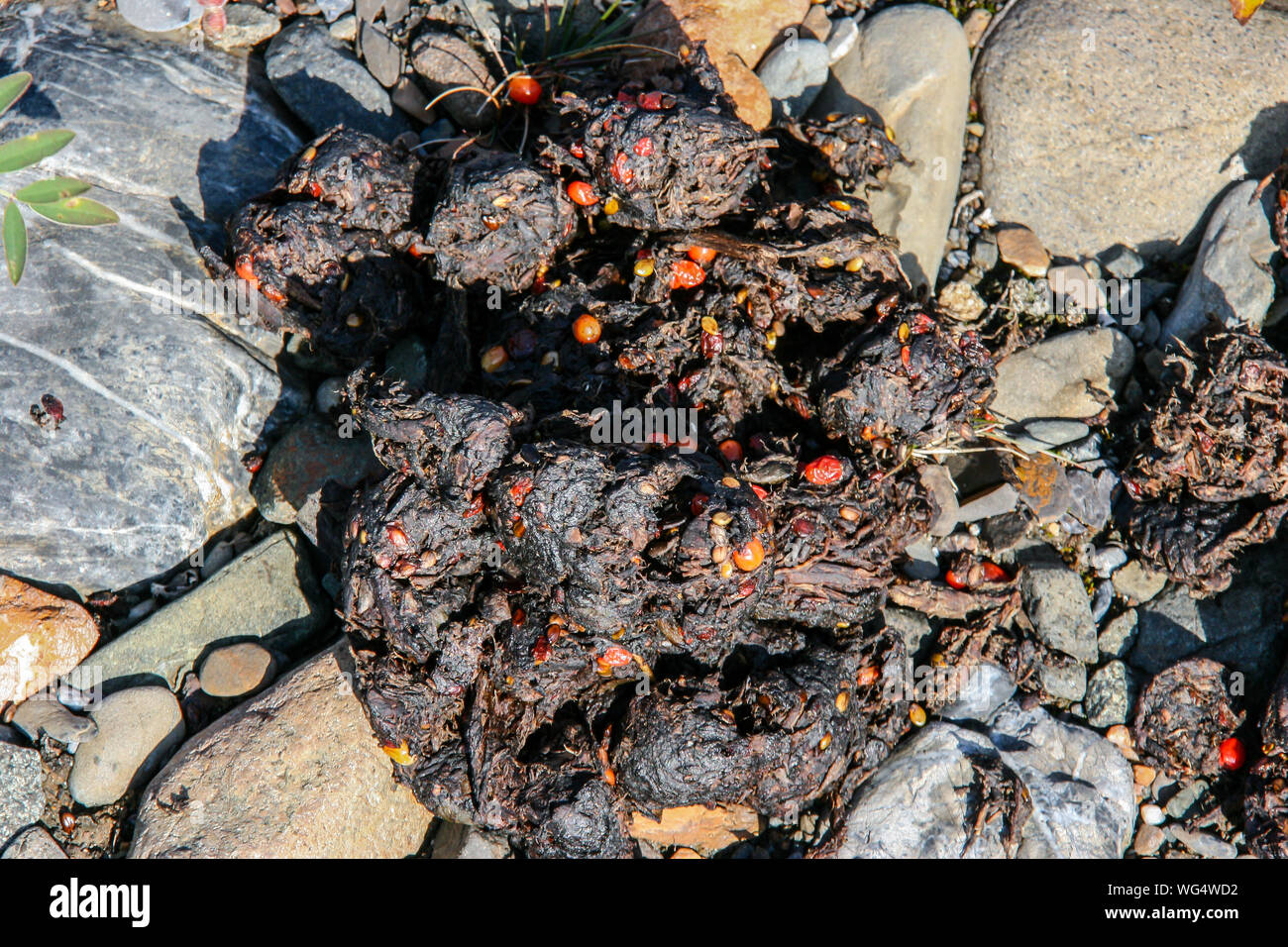 Alaskan brown bear grizzly bear) scat, droppings, Denali National Park ...