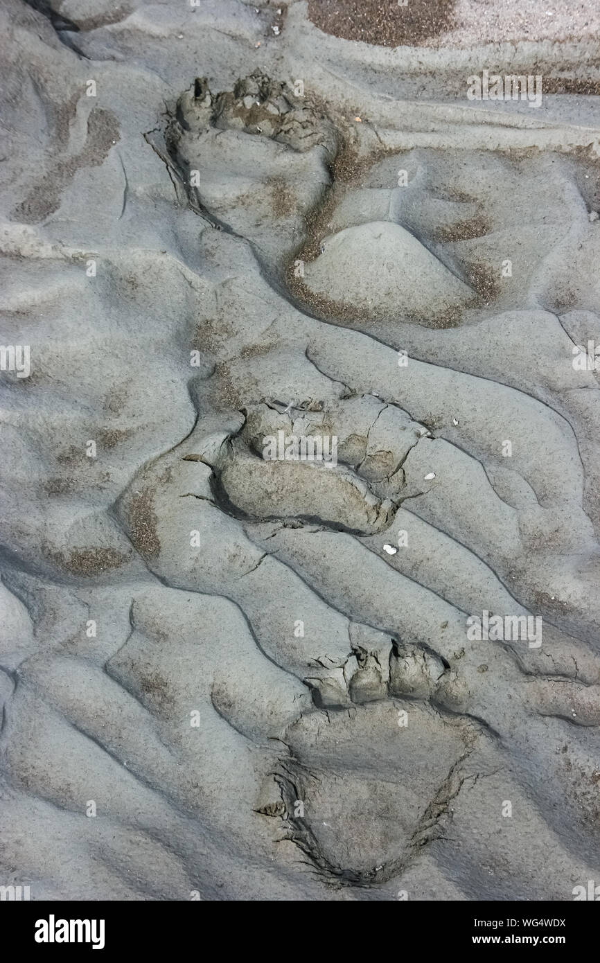 Bear tracks in mud hi-res stock photography and images - Alamy