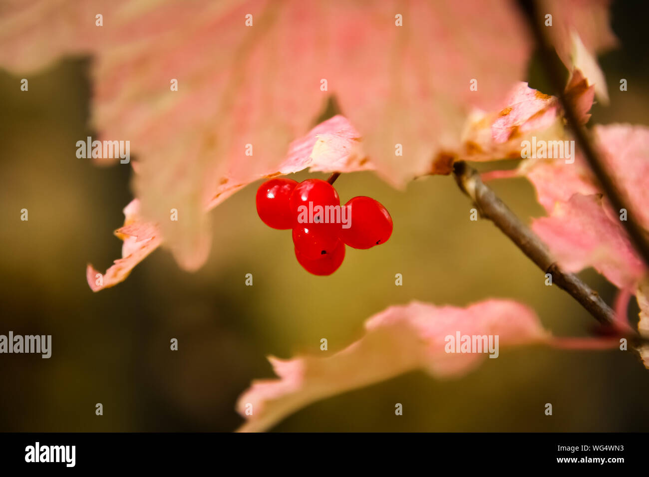 Red Wild berries with autumnally leaves in the background, Chugach ...