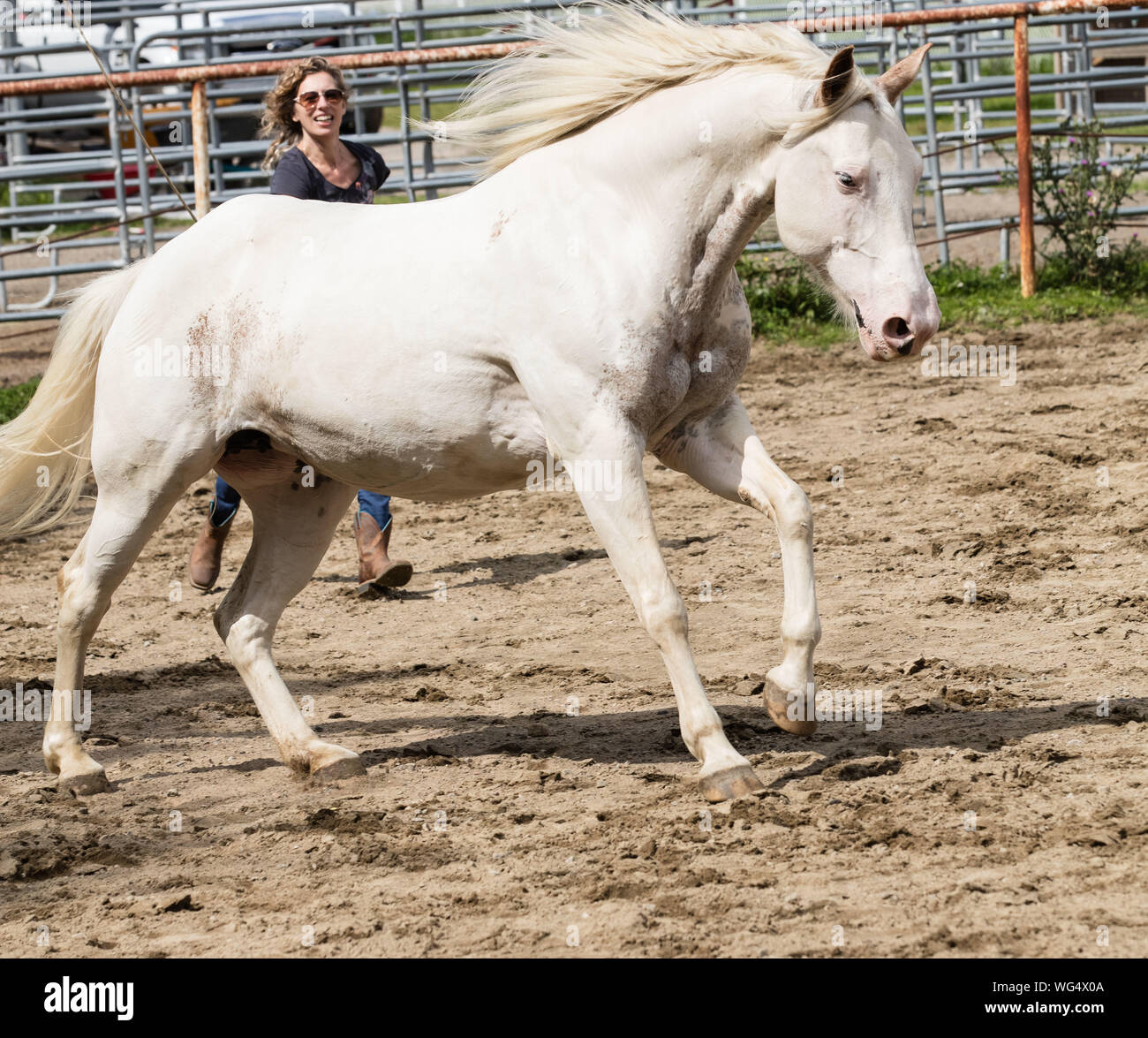 The running horse hi-res stock photography and images - Alamy