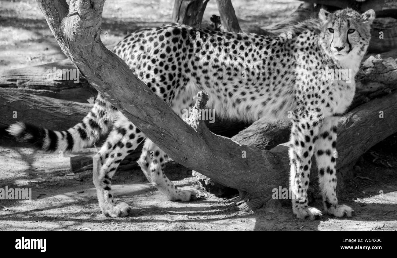 Cheetah Standing High Resolution Stock Photography and Images - Alamy