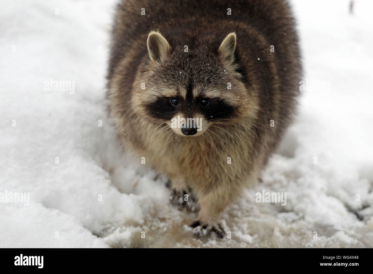 Raccoon snow hi-res stock photography and images - Alamy