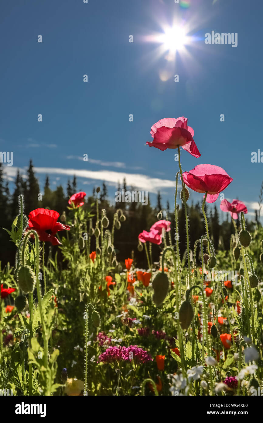 Alaskan poppy hi-res stock photography and images - Alamy