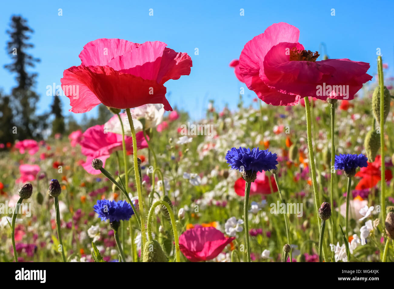 Alaska wildflowers hi-res stock photography and images - Alamy