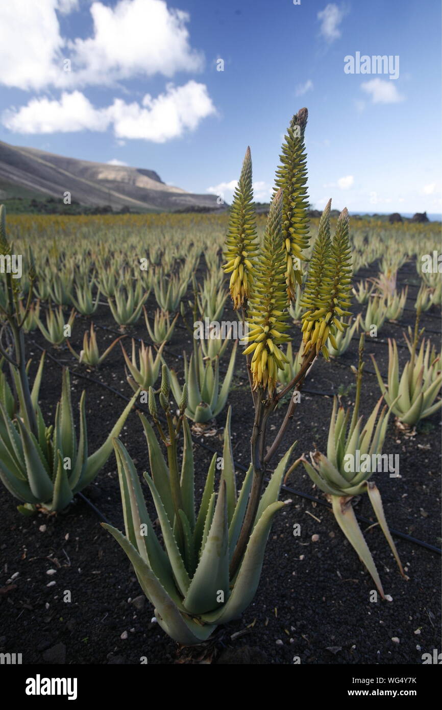 Aloe vera field hi-res stock photography and images - Alamy