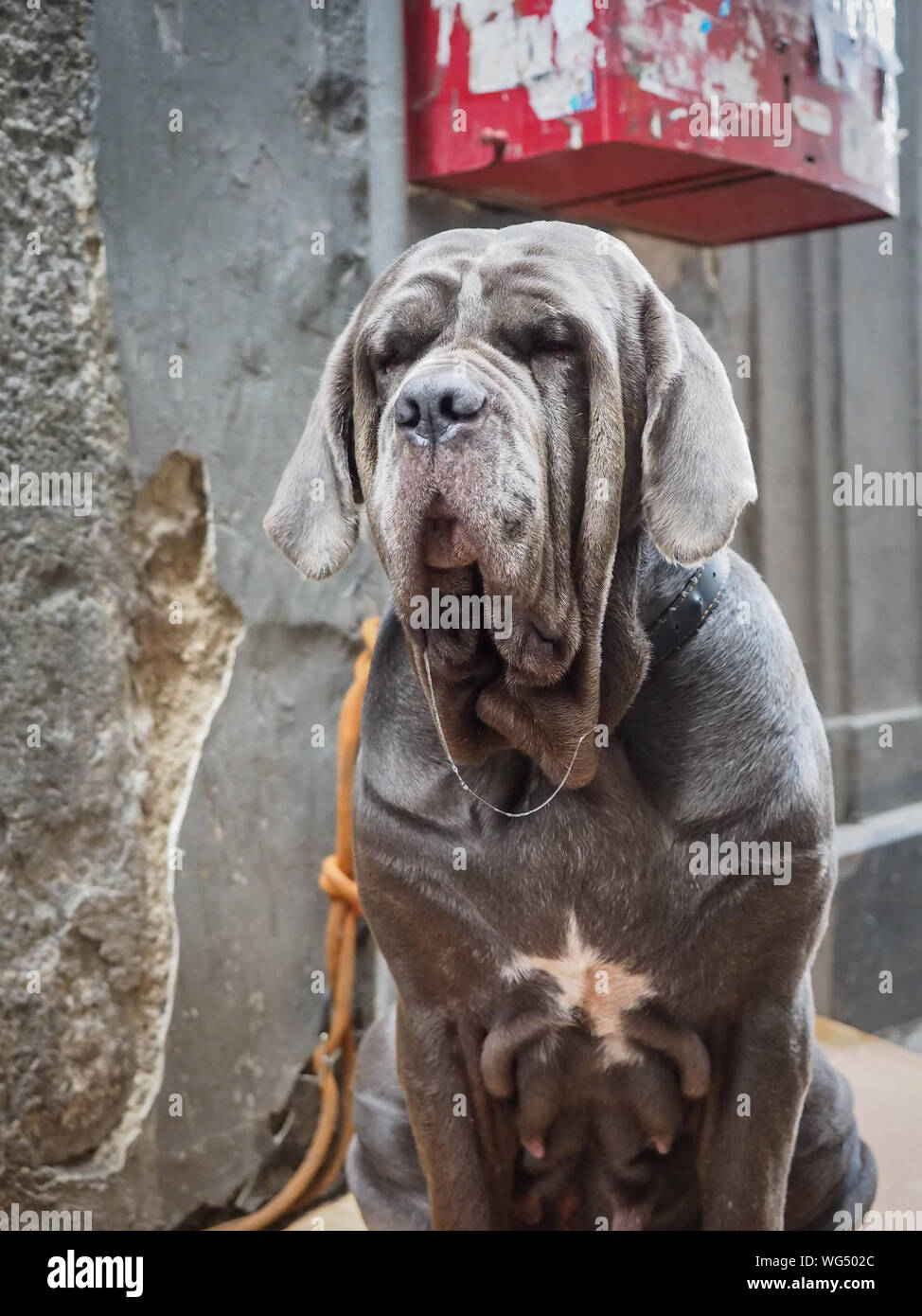 Neapolitan people hi-res stock photography and images - Alamy