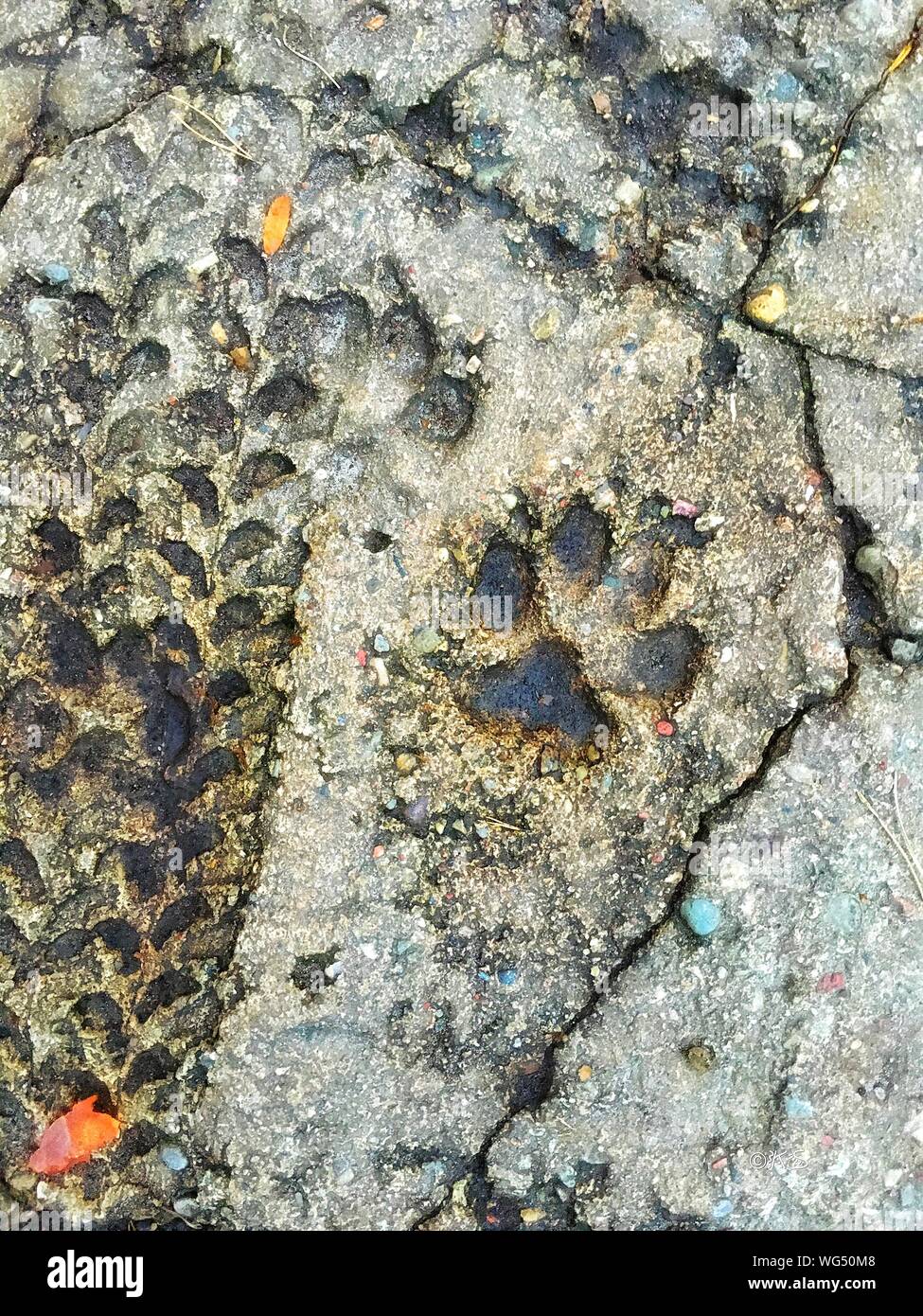 Paw tracks hi-res stock photography and images - Alamy