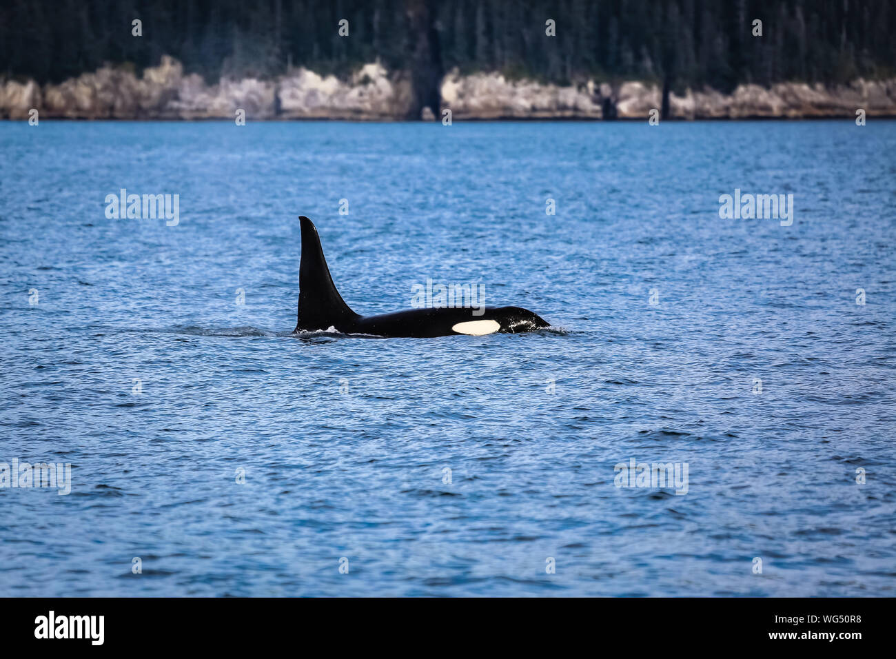 Orca swimming on the water surface, Kenai Fjords National Park, Alaska ...