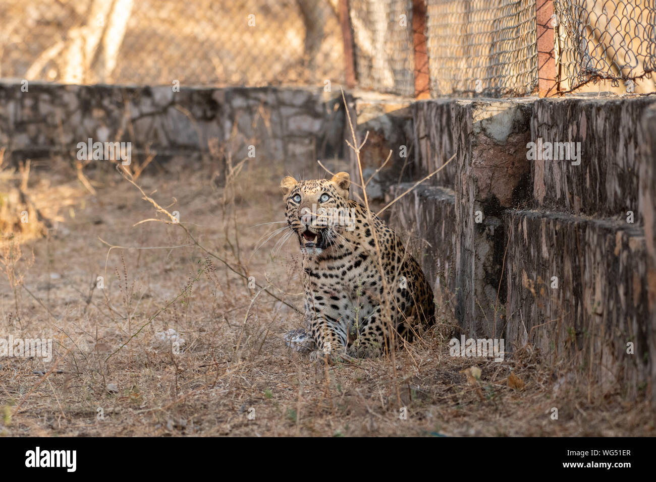 urban area Indian leopard head shot looking straight to the camera with ...