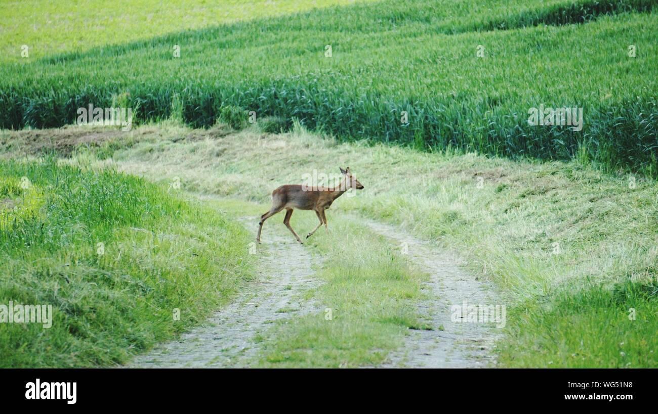 Side View Of Deer Crossing Dirt Road By Field Stock Photo - Alamy