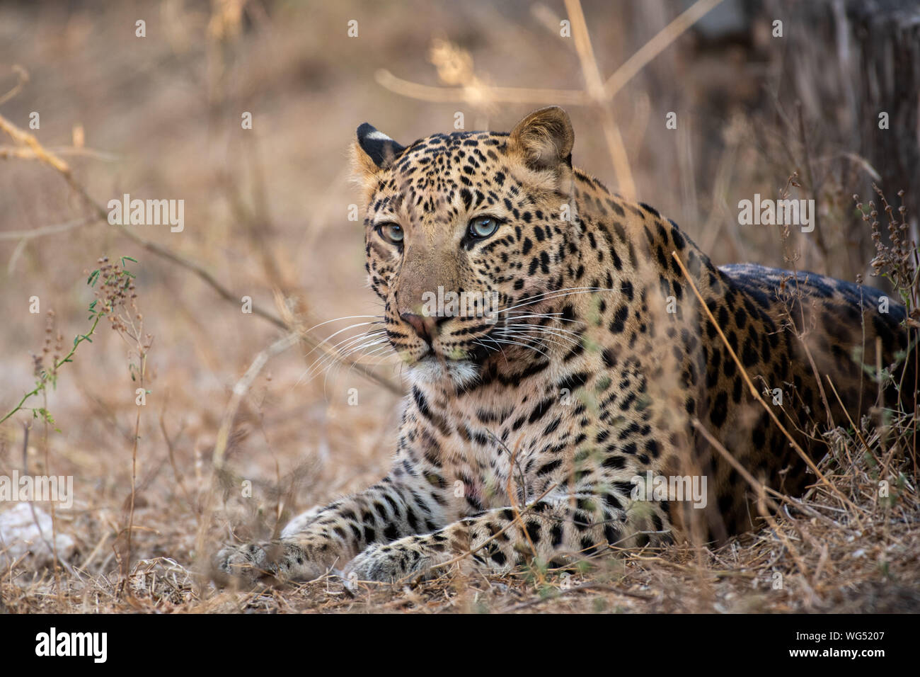 urban area Indian leopard head shot looking straight to the camera with ...