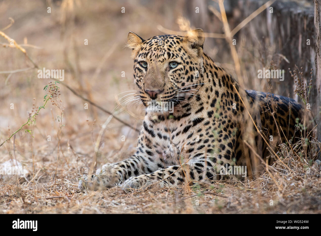 urban area Indian leopard head shot looking straight to the camera with ...