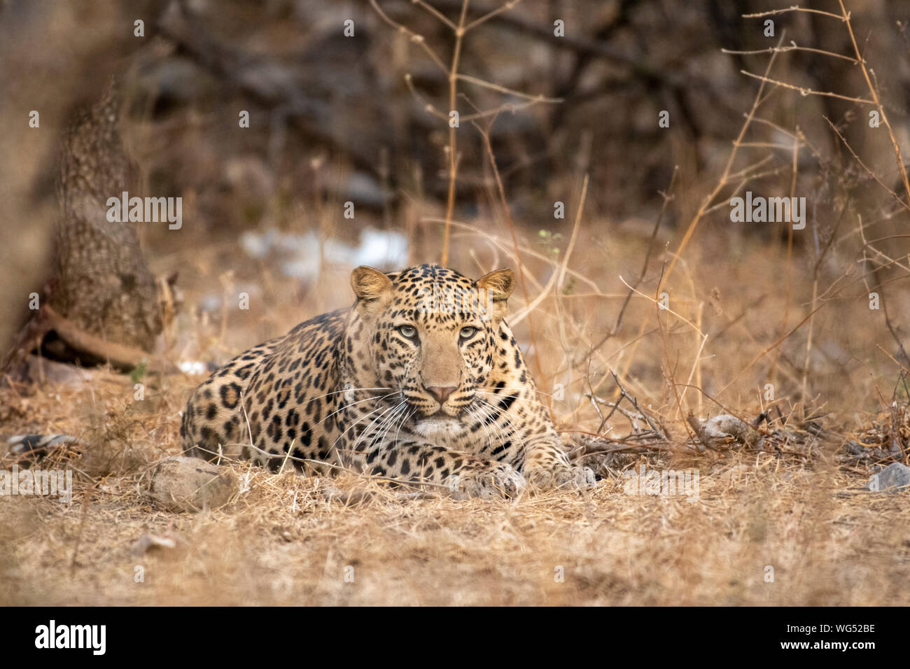 Leopard head shot hi-res stock photography and images - Alamy