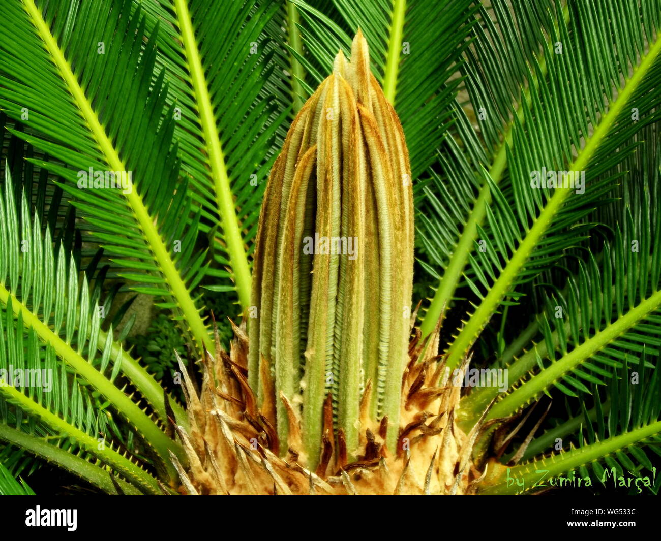 Palm tree flower hi-res stock photography and images - Alamy