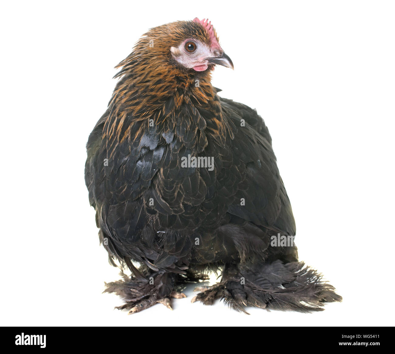 Close up hen hi-res stock photography and images - Alamy