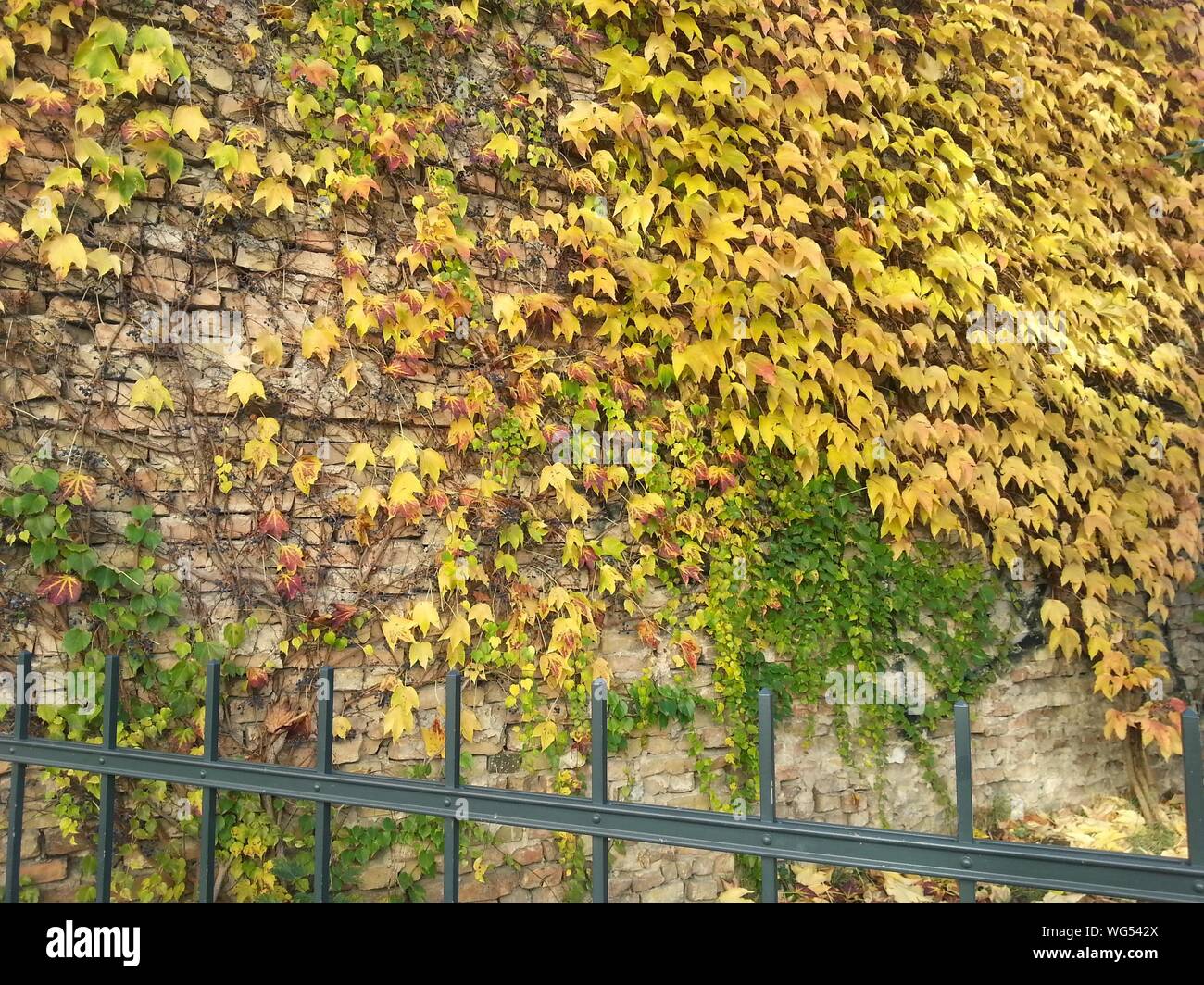 Ivy covering wall hi-res stock photography and images - Alamy