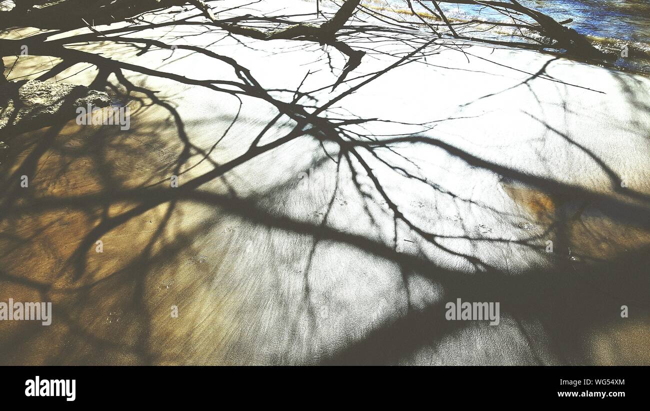 Branches shadow hi-res stock photography and images - Alamy