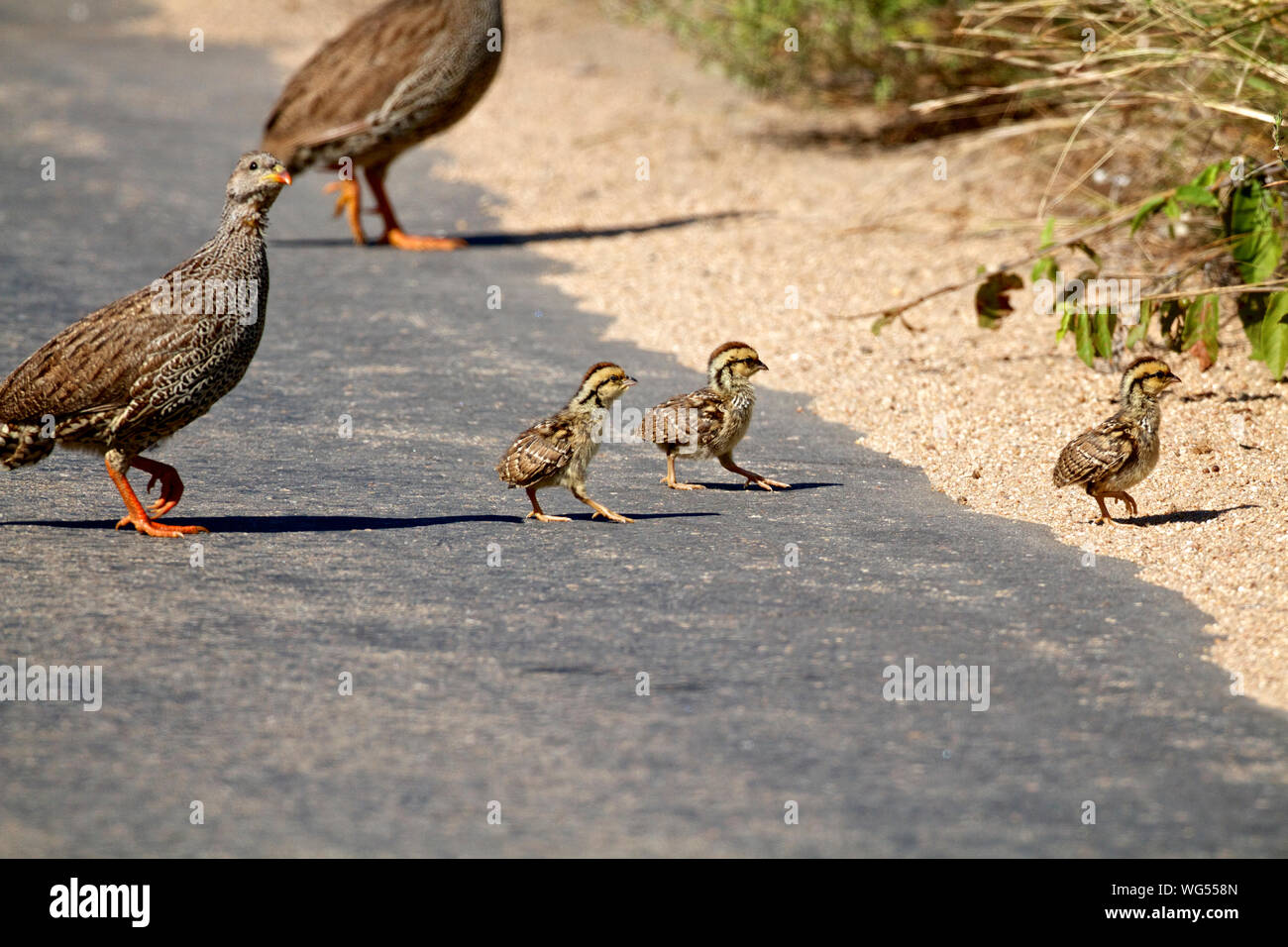 Birds road hi-res stock photography and images - Alamy