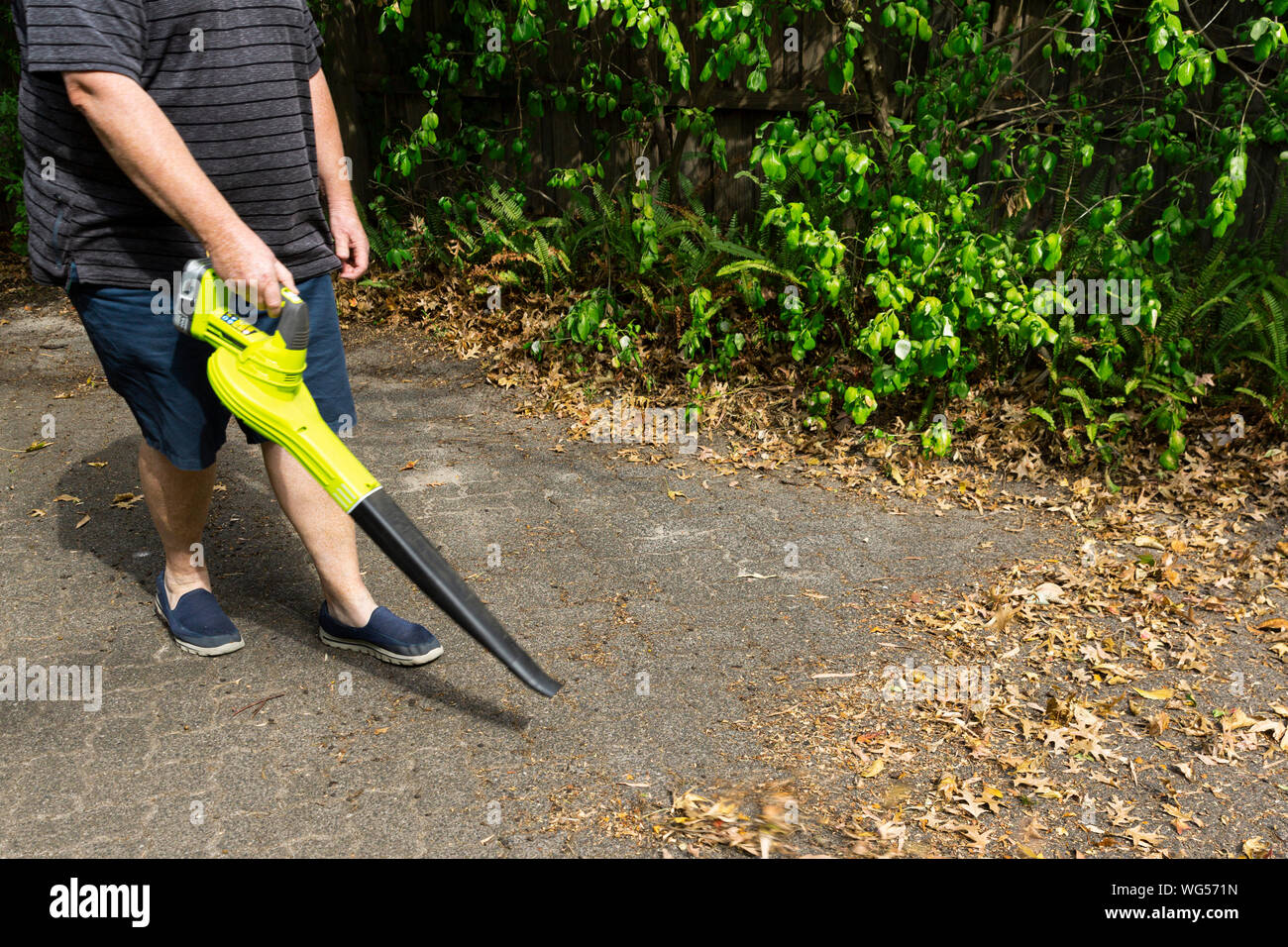 Middle-aged man using leaf blower to clear dead leaves off drive way ...