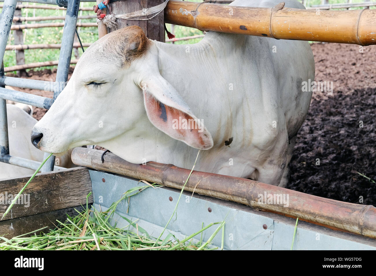 Cow straw hi-res stock photography and images - Alamy