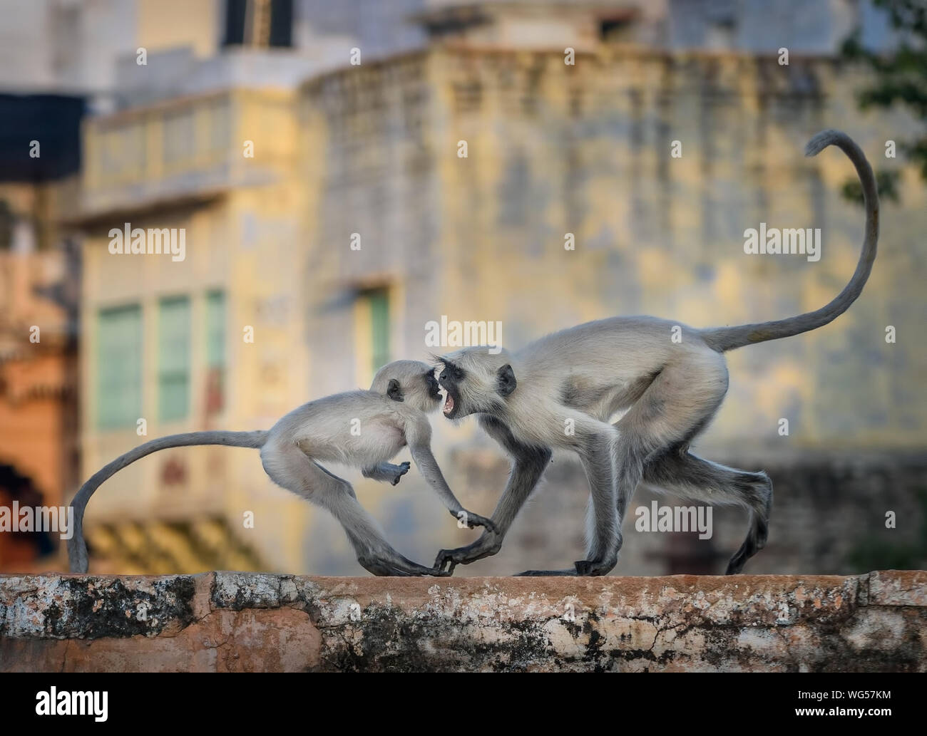 Side view baby monkey on hi-res stock photography and images - Alamy
