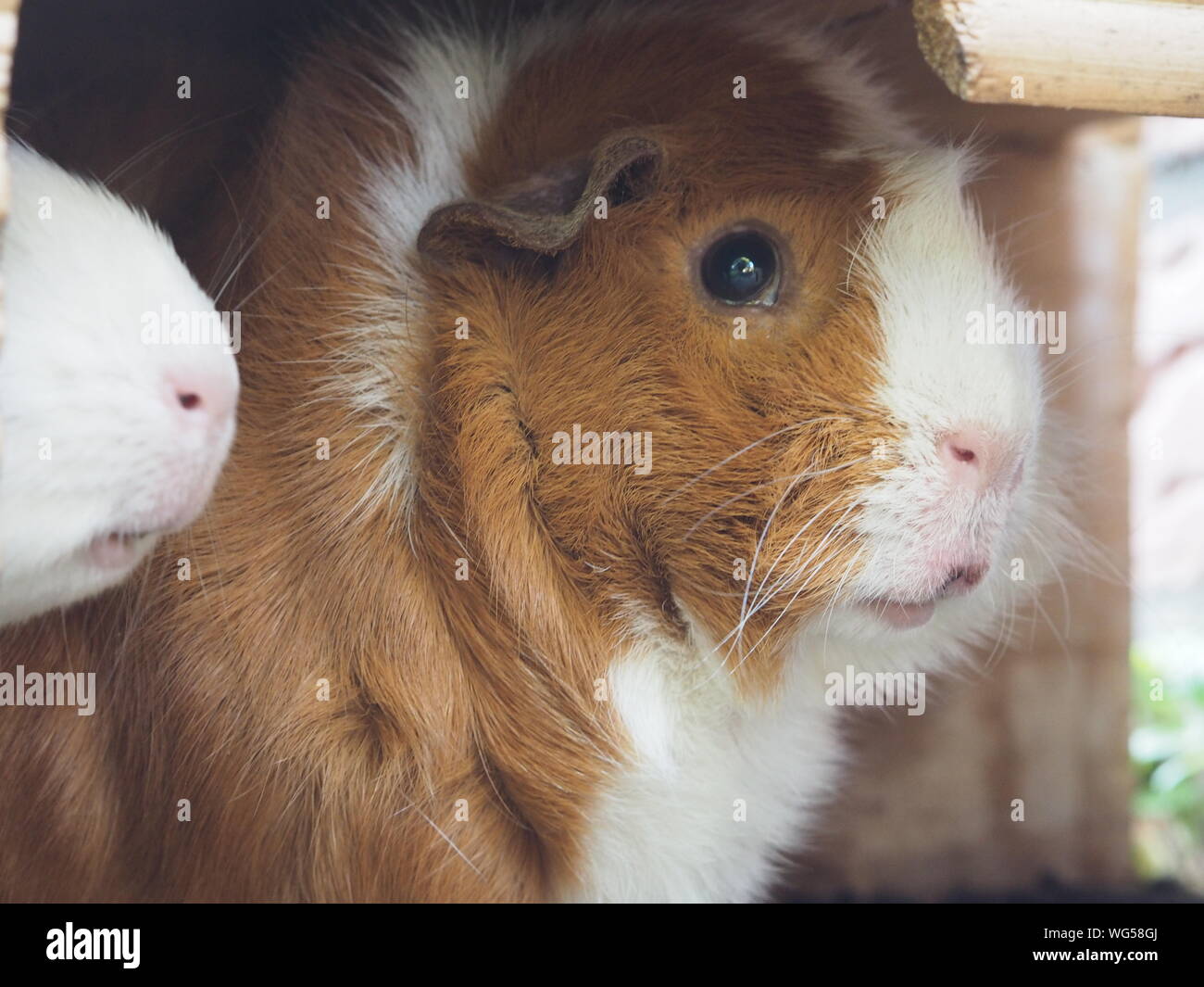 Guinea pigs hi-res stock photography and images - Alamy