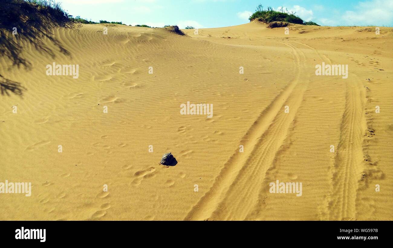 Animal Track In Desert Sand High Resolution Stock Photography and ...