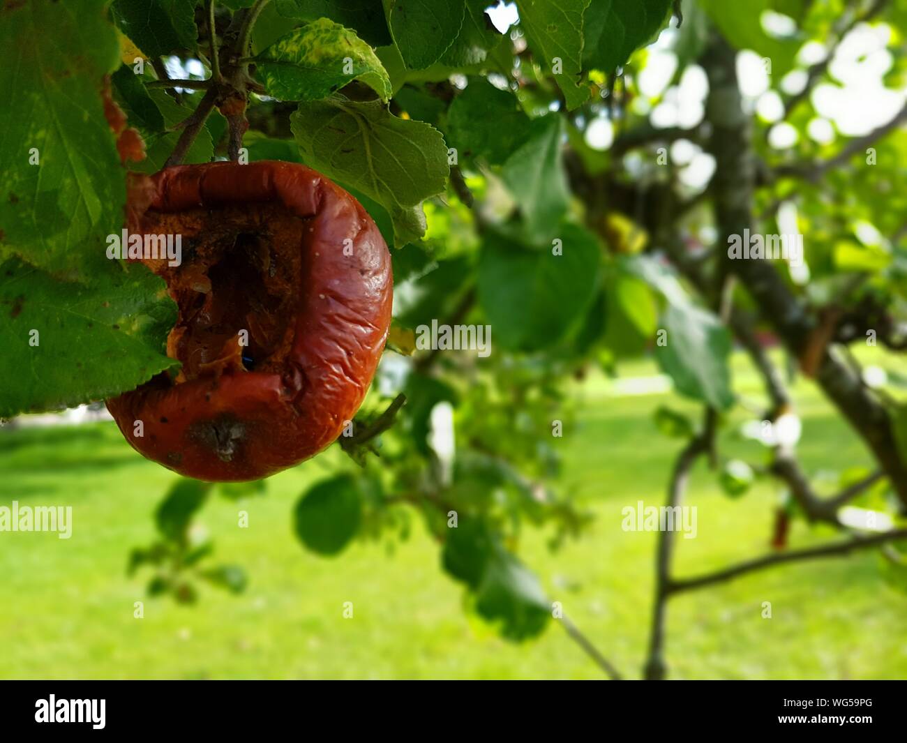 Fruit rotting on tree hi-res stock photography and images - Alamy