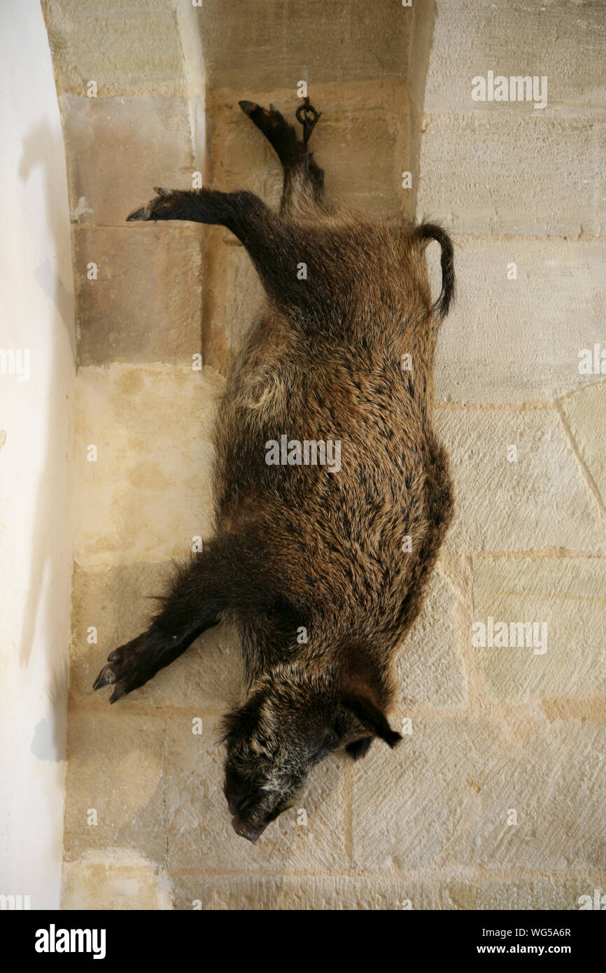 With dead wild boar hi-res stock photography and images - Alamy