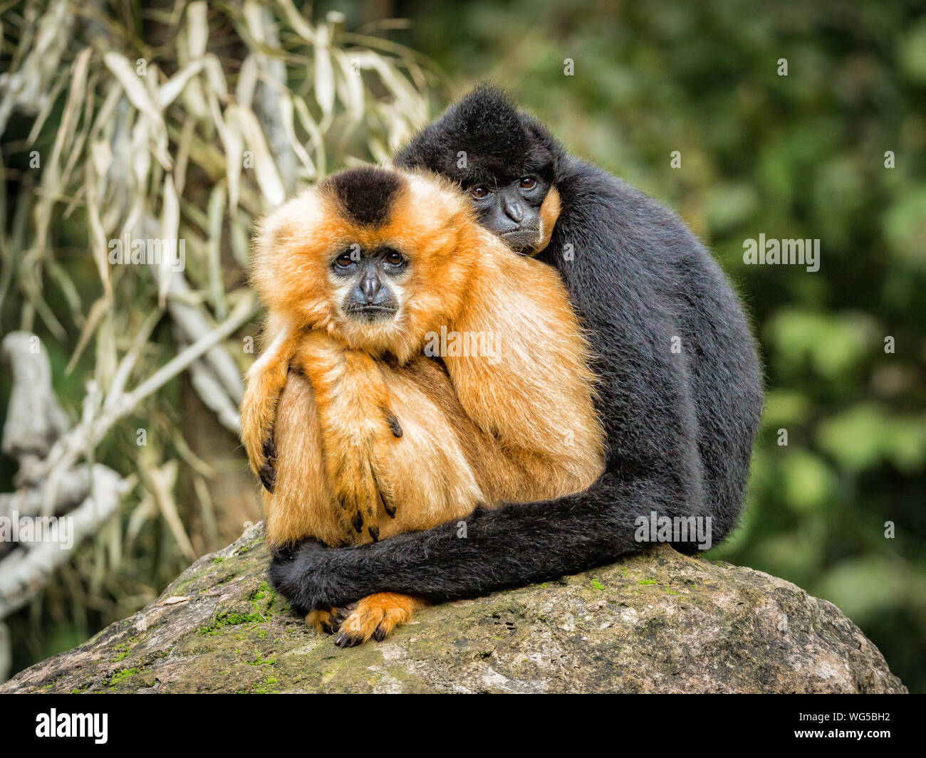 Gibbons Hugging High Resolution Stock Photography and Images - Alamy