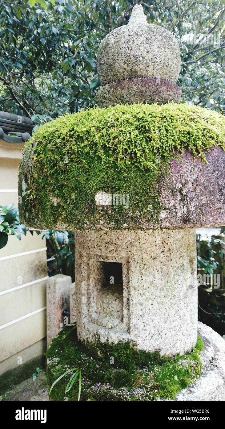 Moss structure hi-res stock photography and images - Alamy