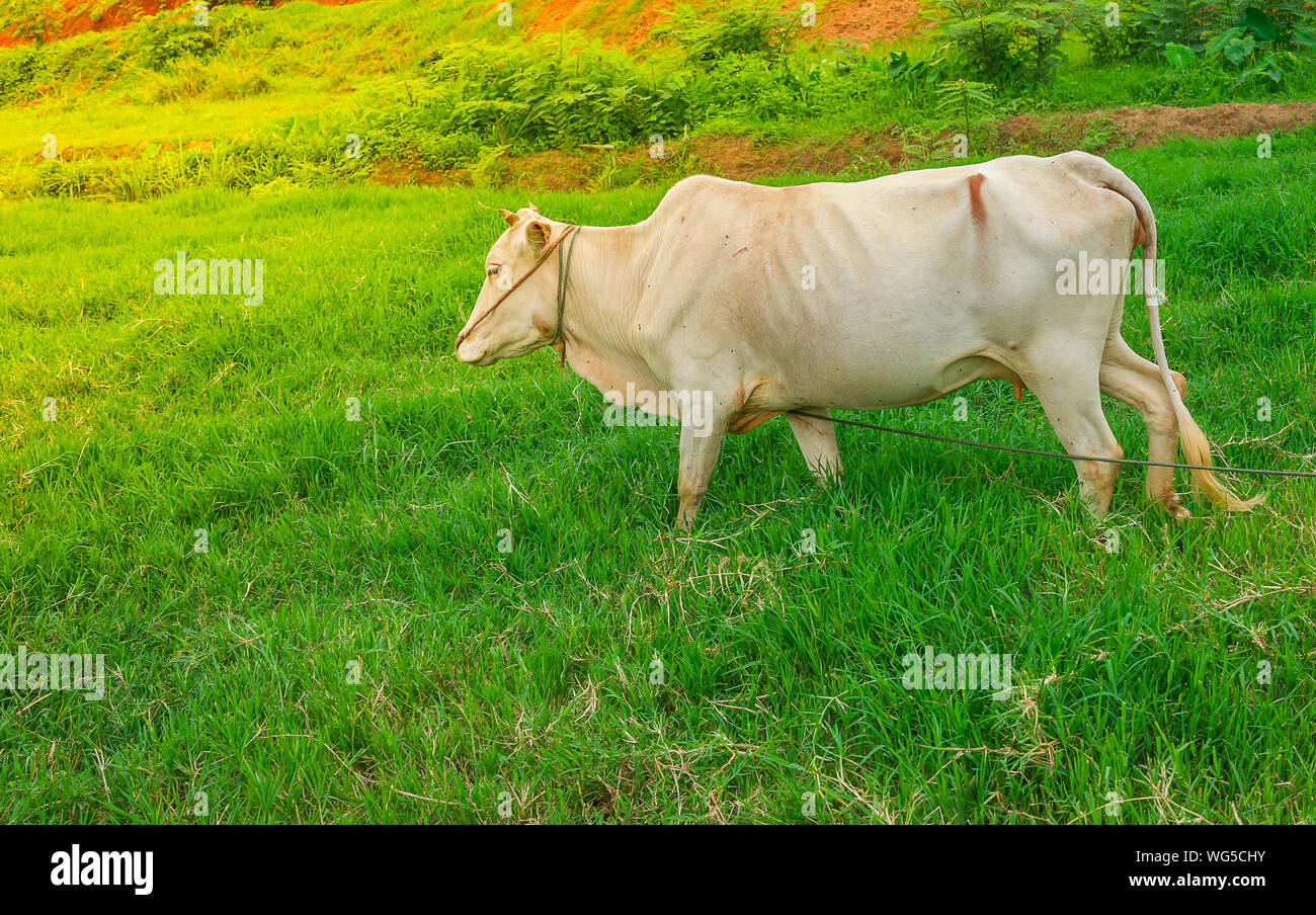 One cow side view on field hi-res stock photography and images - Alamy