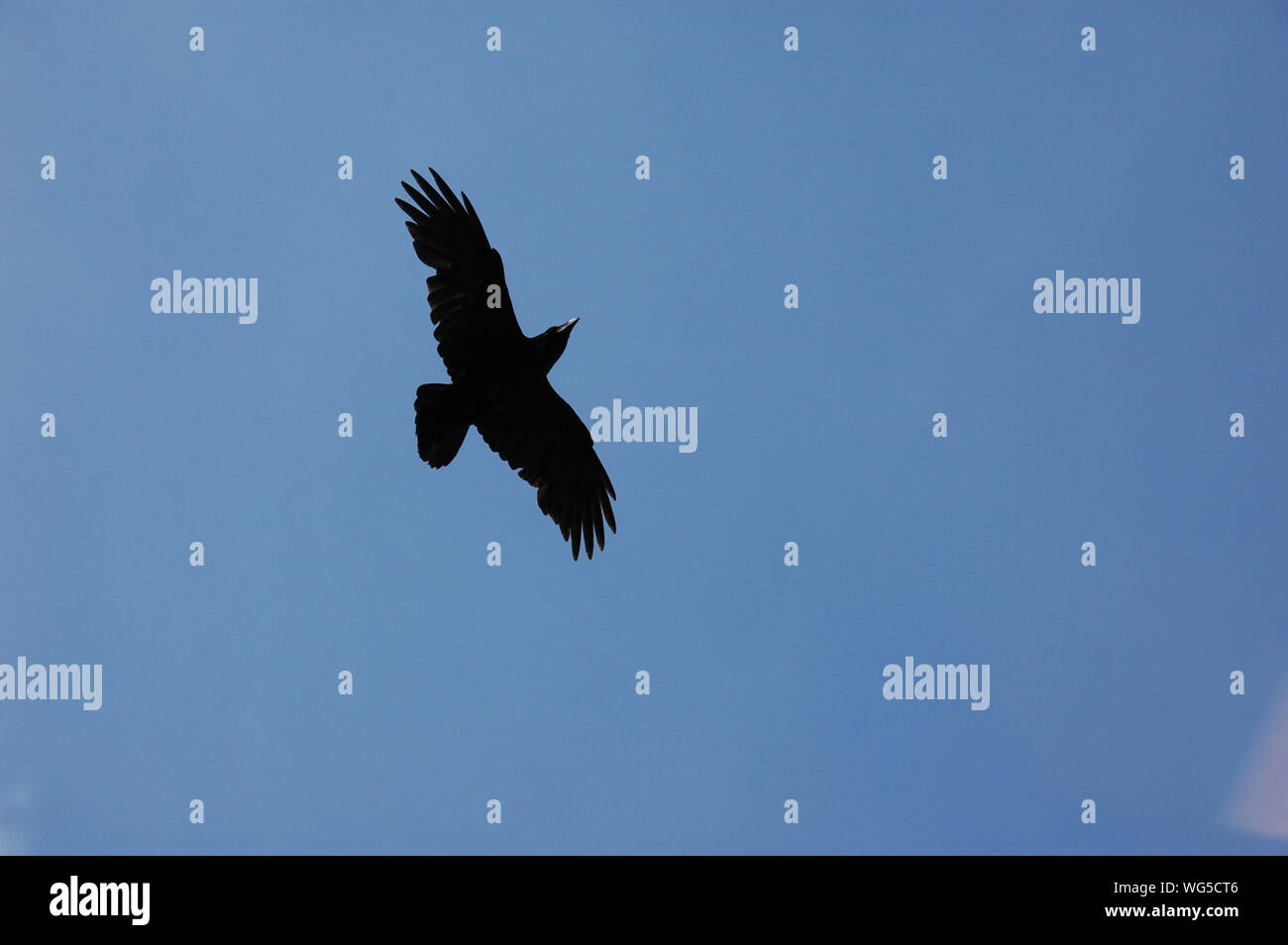 Silhouette Of Bird Flying In Blue Sky Stock Photo - Alamy