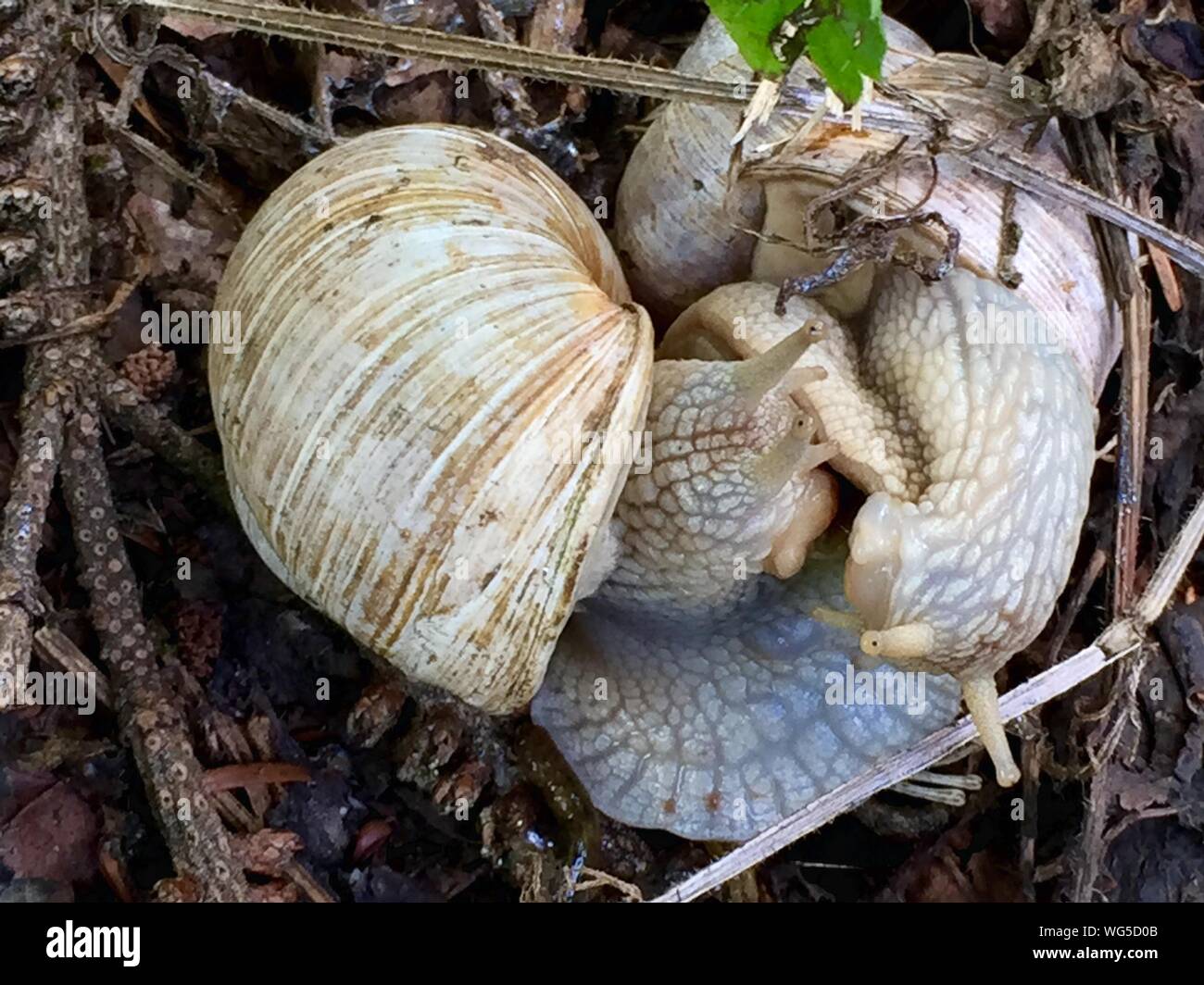 Two snails on the ground hi-res stock photography and images - Alamy