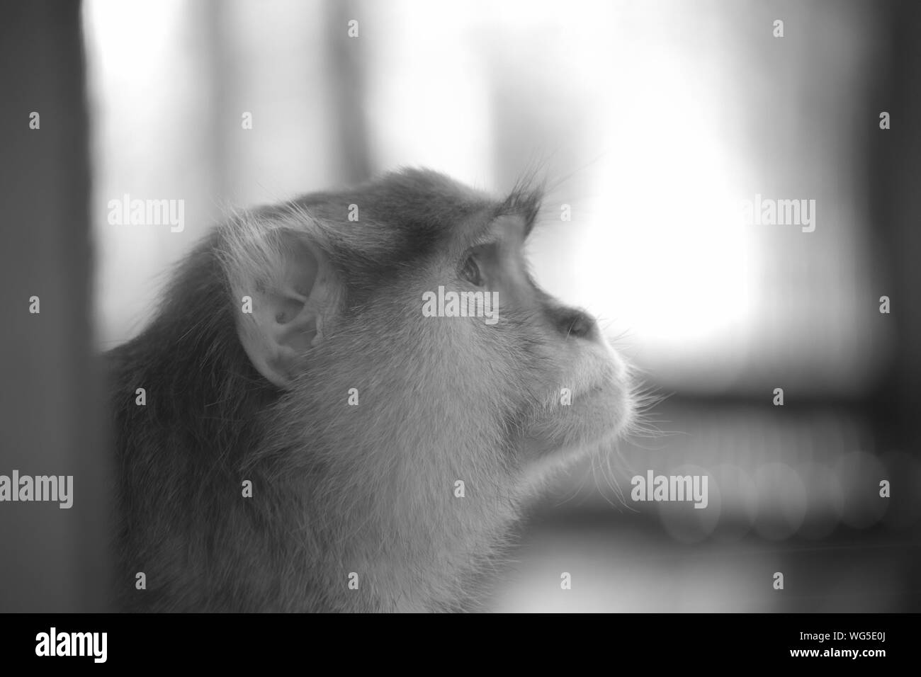Monkey side view Black and White Stock Photos & Images - Alamy
