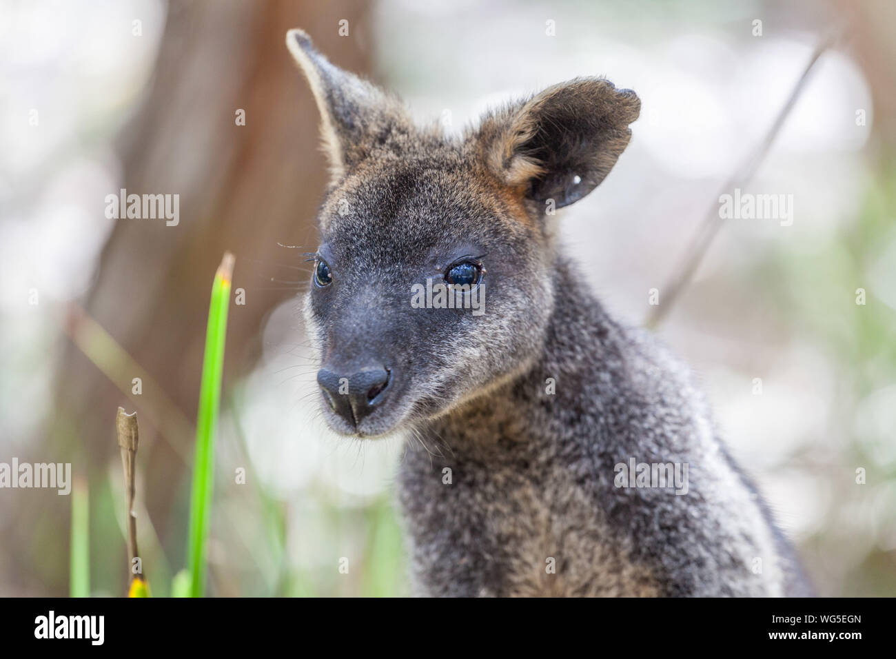 Joey mammal hi-res stock photography and images - Alamy