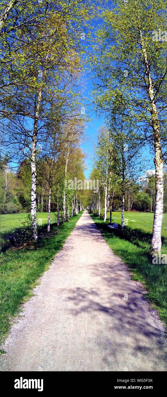 Narrow Pathway Along Trees Stock Photo - Alamy