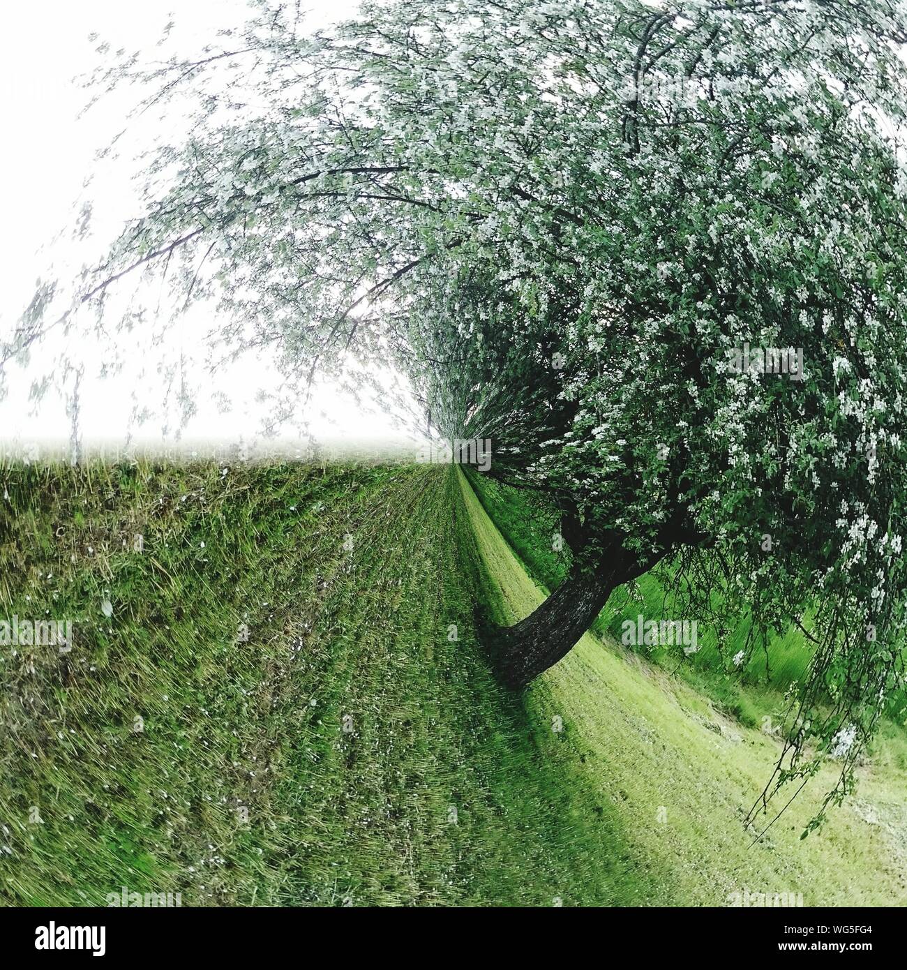 Fish eye tree hi-res stock photography and images - Alamy