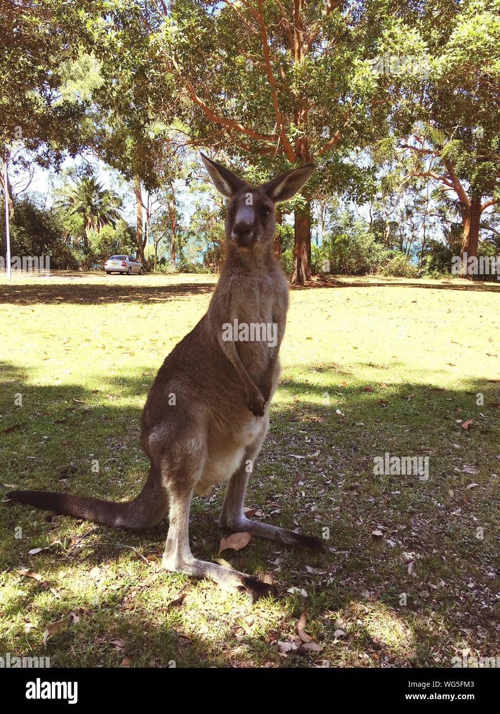 Kangaroo Shadow High Resolution Stock Photography and Images - Alamy