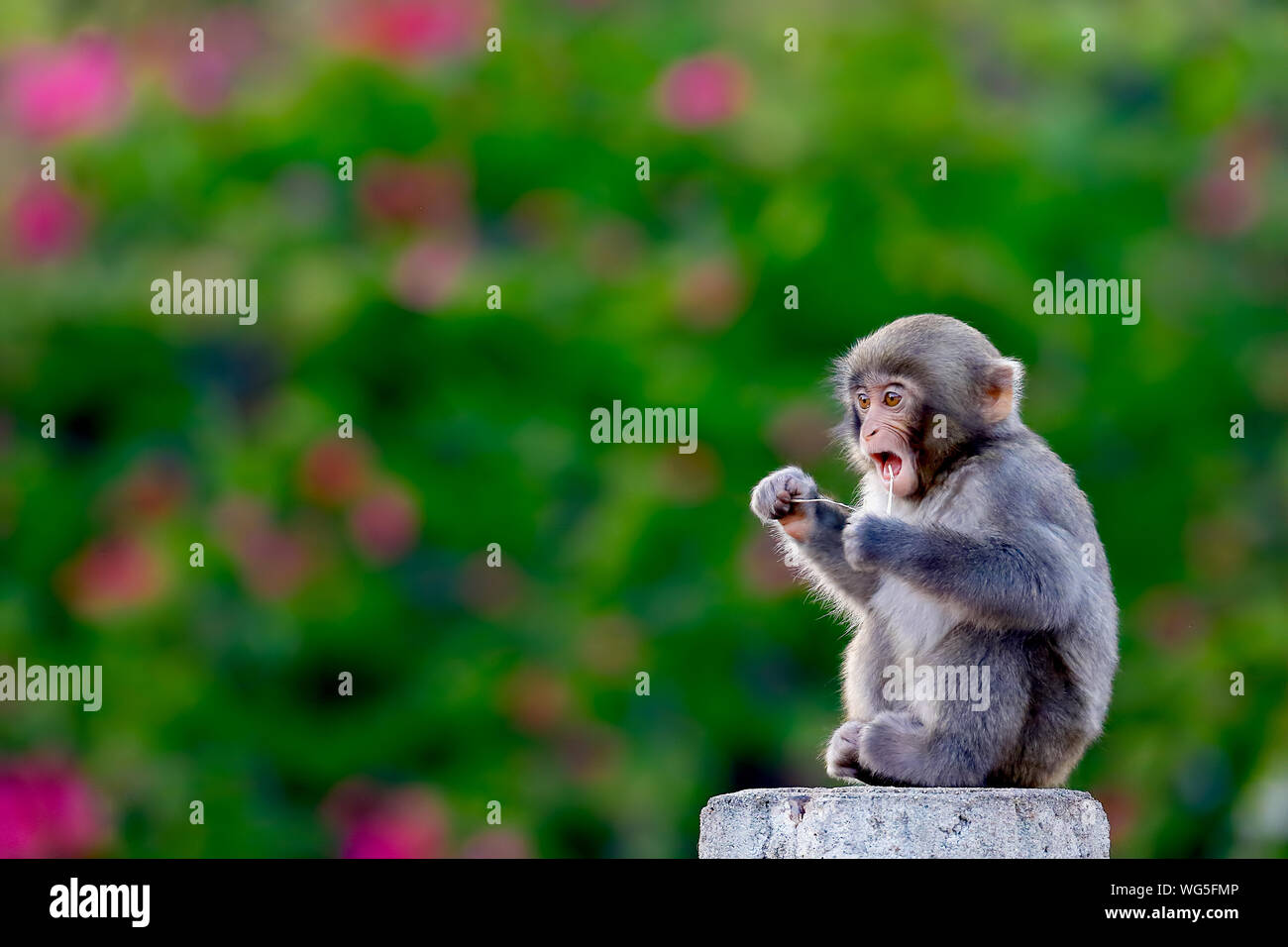 Bird drooling hi-res stock photography and images - Alamy