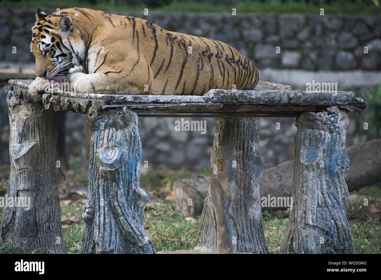 Wooden tiger hi-res stock photography and images - Alamy