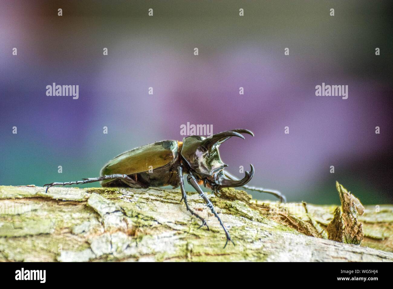 Rhinoceros beetle stag beetle hi-res stock photography and images - Alamy