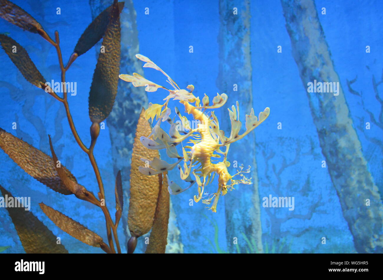 Sea dragon hi-res stock photography and images - Alamy