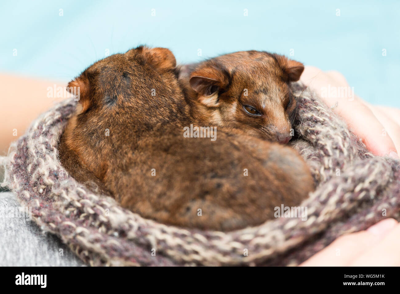 Possum possums hi-res stock photography and images - Alamy