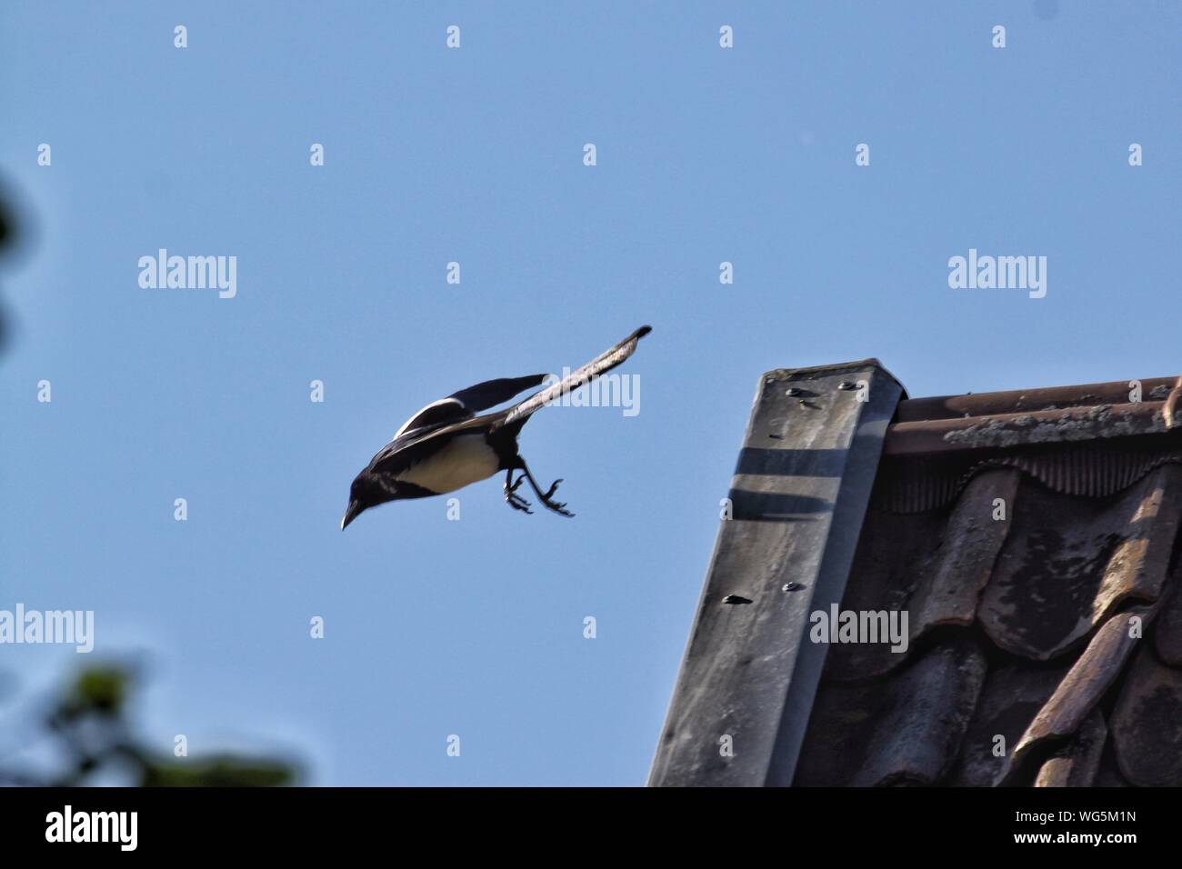 Magpie bird with wings spread hi-res stock photography and images - Alamy