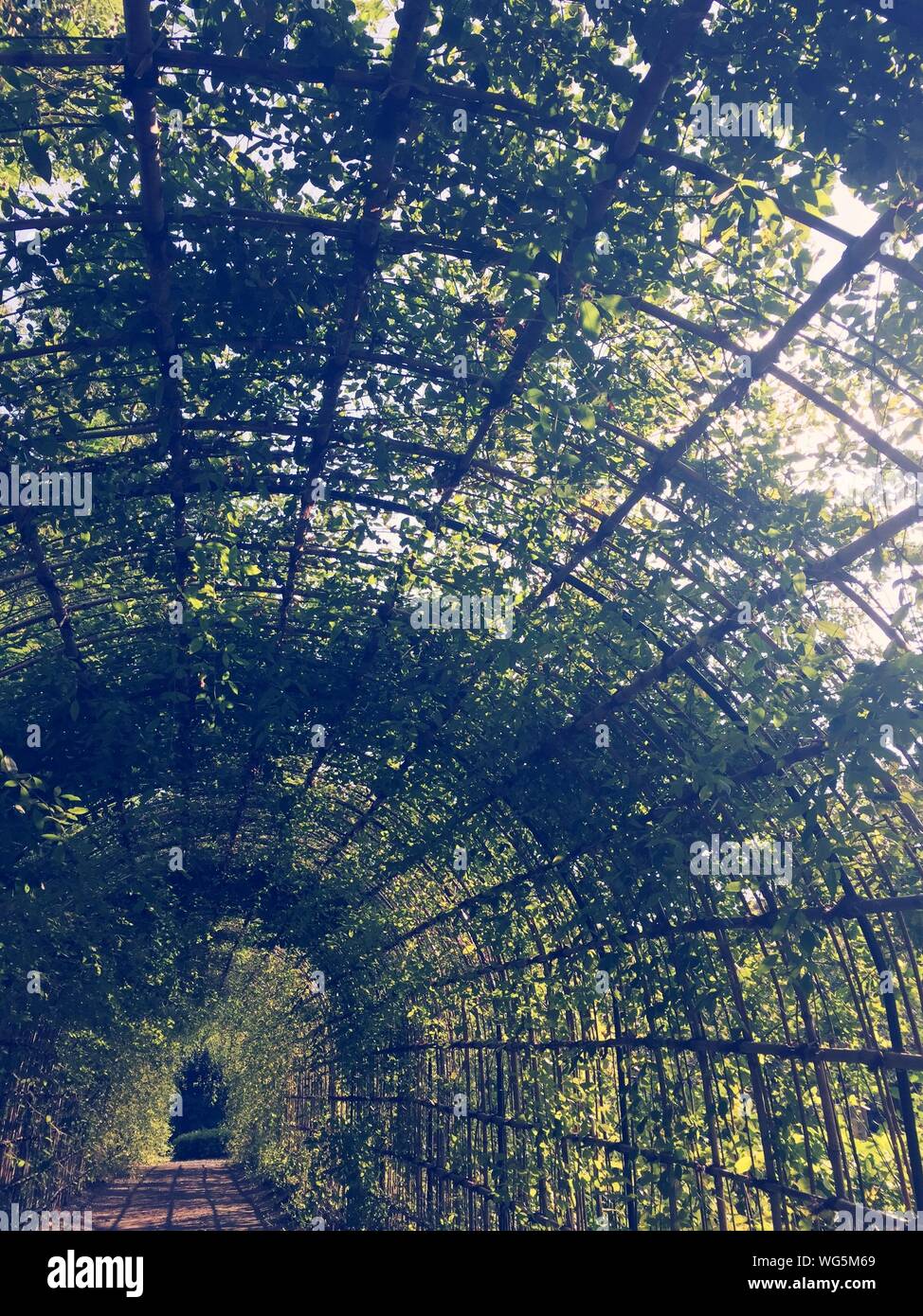 Plants covered walkway hi-res stock photography and images - Alamy