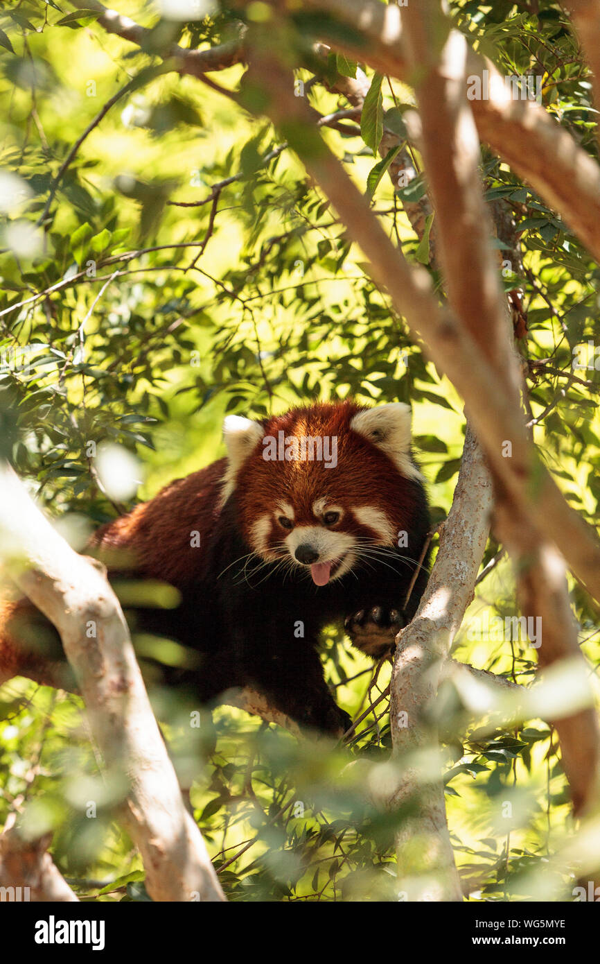 Tree red panda hi-res stock photography and images - Alamy