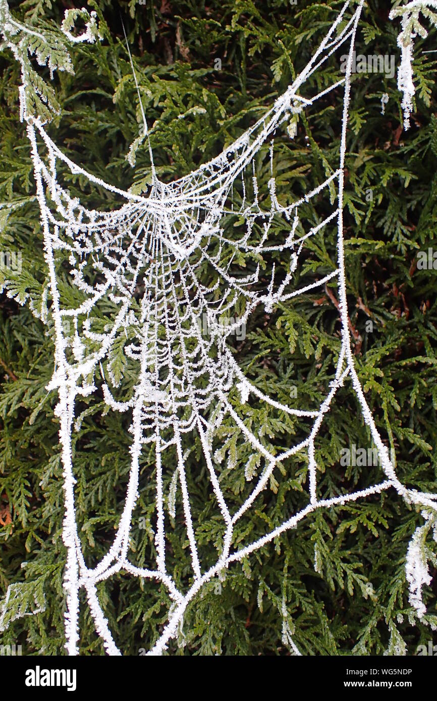 Frozen Spider Web High Resolution Stock Photography and Images - Alamy